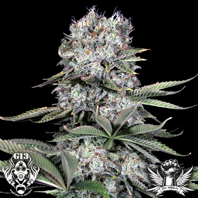 Home [greenspacegenetics.com]